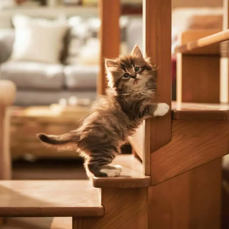 43 Enchanting Kitten Names to Inspire Your Next Feline Friend