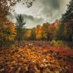 21+ Fall Colors to Inspire Your Next Creative Project - ostrali.com