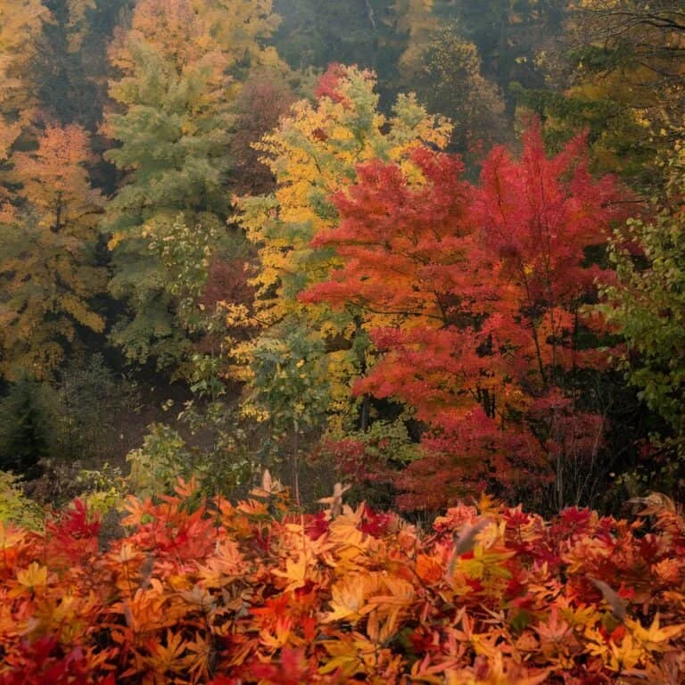 21+ Fall Colors to Inspire Your Next Creative Project - ostrali.com